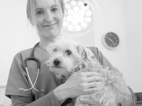 Veterinarian Job Description Sample | Monster.com